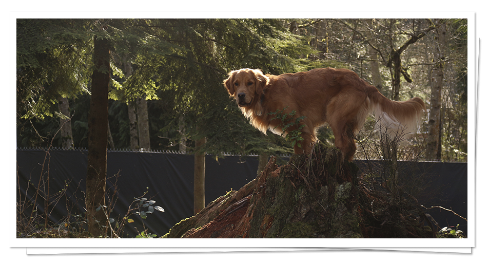 Bone-a-fide | Where dogs are free to be dogs