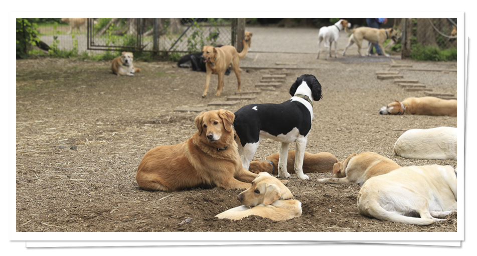 Bone-a-fide | Where dogs are free to be dogs