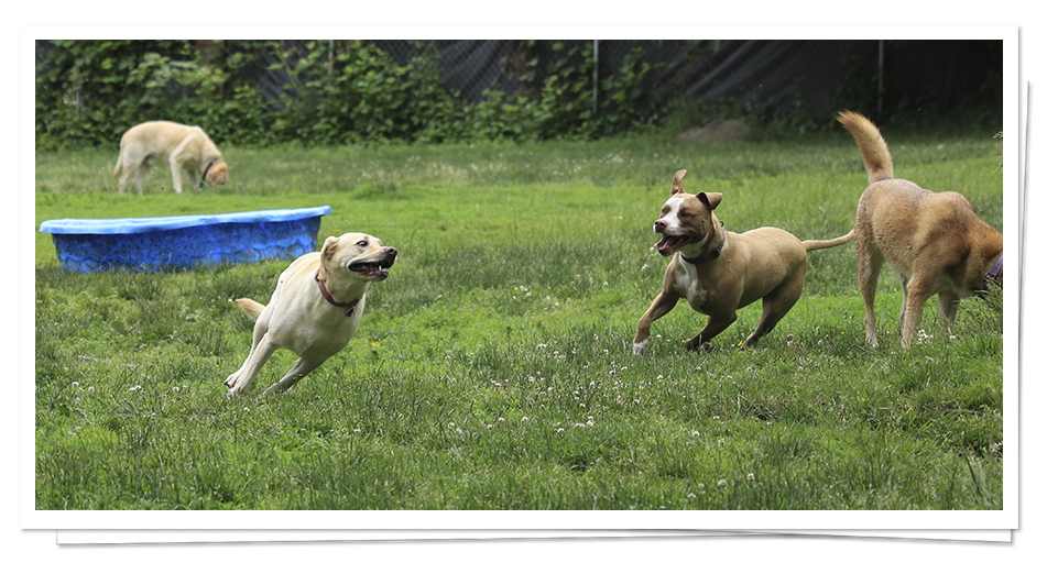 Bone-a-fide | Where dogs are free to be dogs