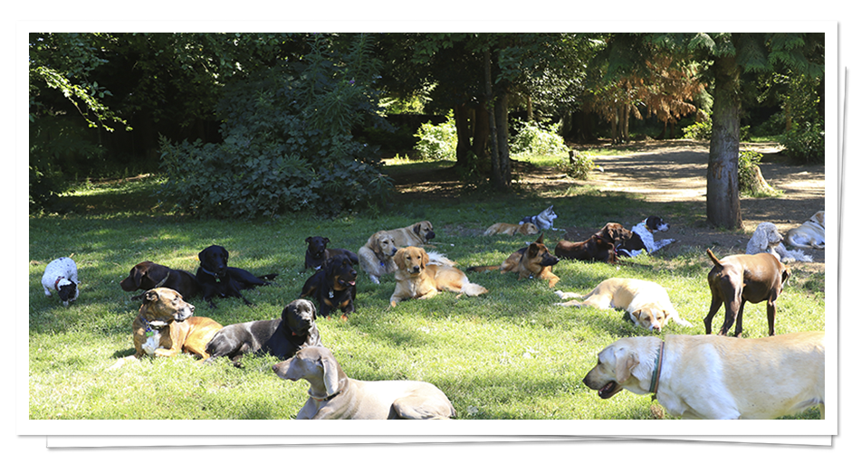Bone-a-fide | Where dogs are free to be dogs
